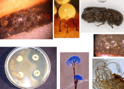 Symbiotic Associations among Microorganisms and Insects – Kenneth F. Raffa